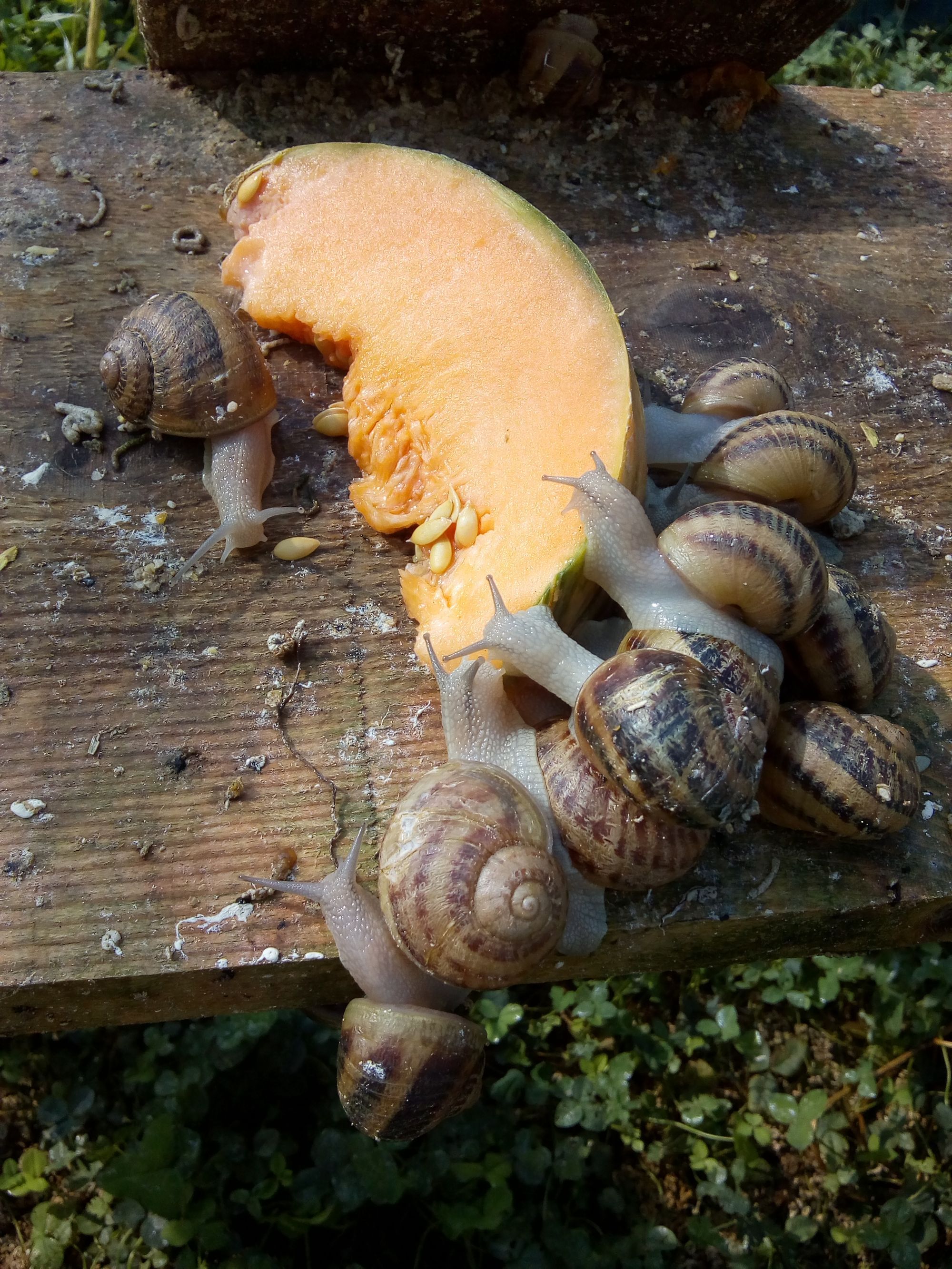 Escargots - GEDAR PROVENCE D'AZUR