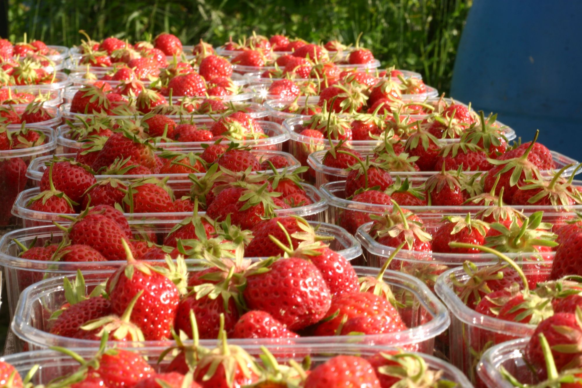 Petits fruits - GEDAR PROVENCE D'AZUR